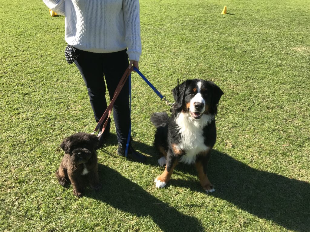#1 Dog Training Perth | Leading Dog Training Services - Agile Dogs
