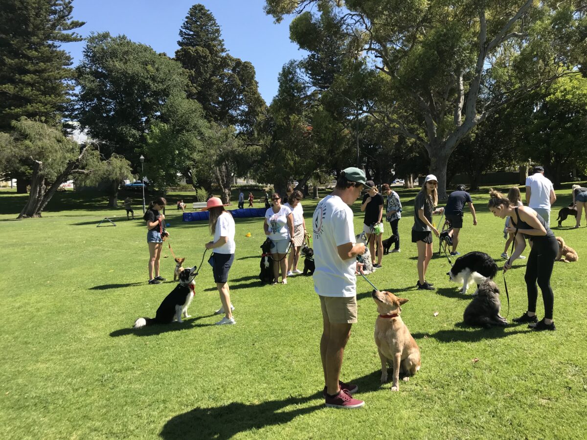 #1 Dog Training Perth | Leading Dog Training Services - Agile Dogs