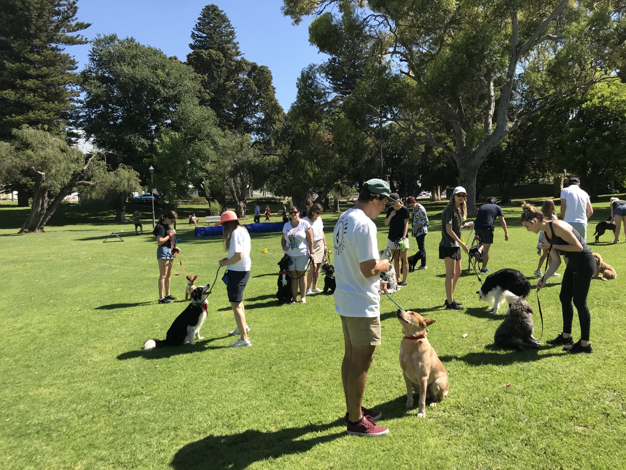 #1 Dog Training Perth | Leading Dog Training Services - Agile Dogs