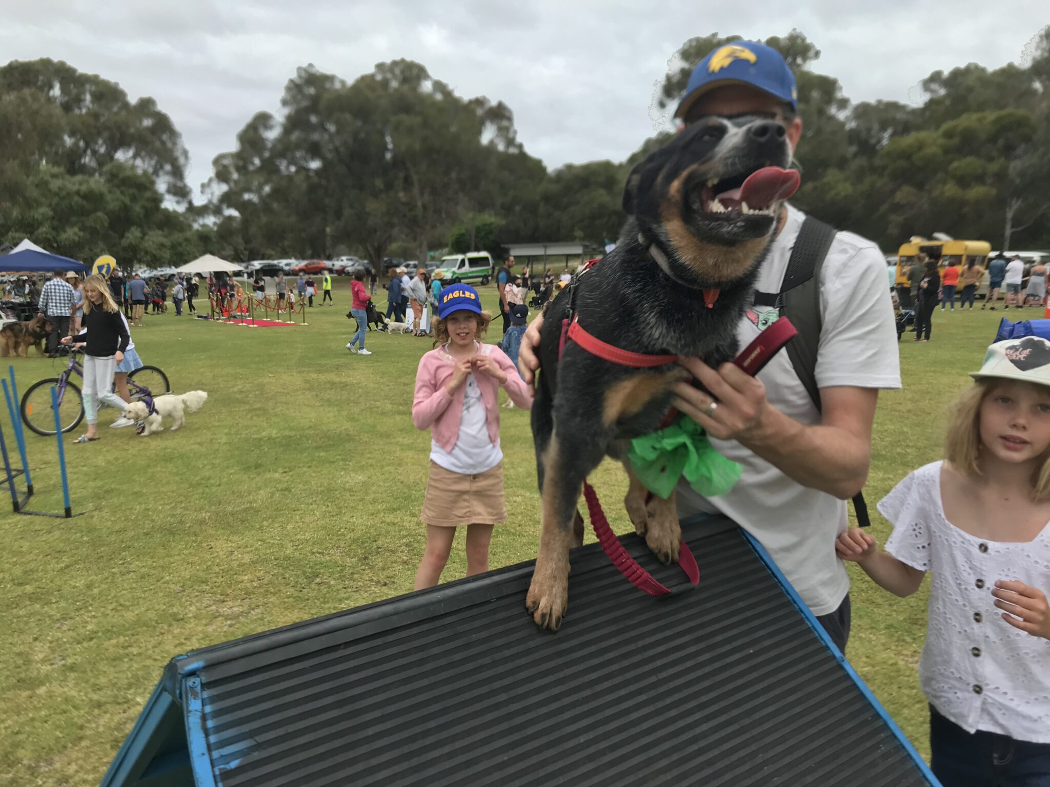 #1 Dog Training Perth | Leading Dog Training Services - Agile Dogs