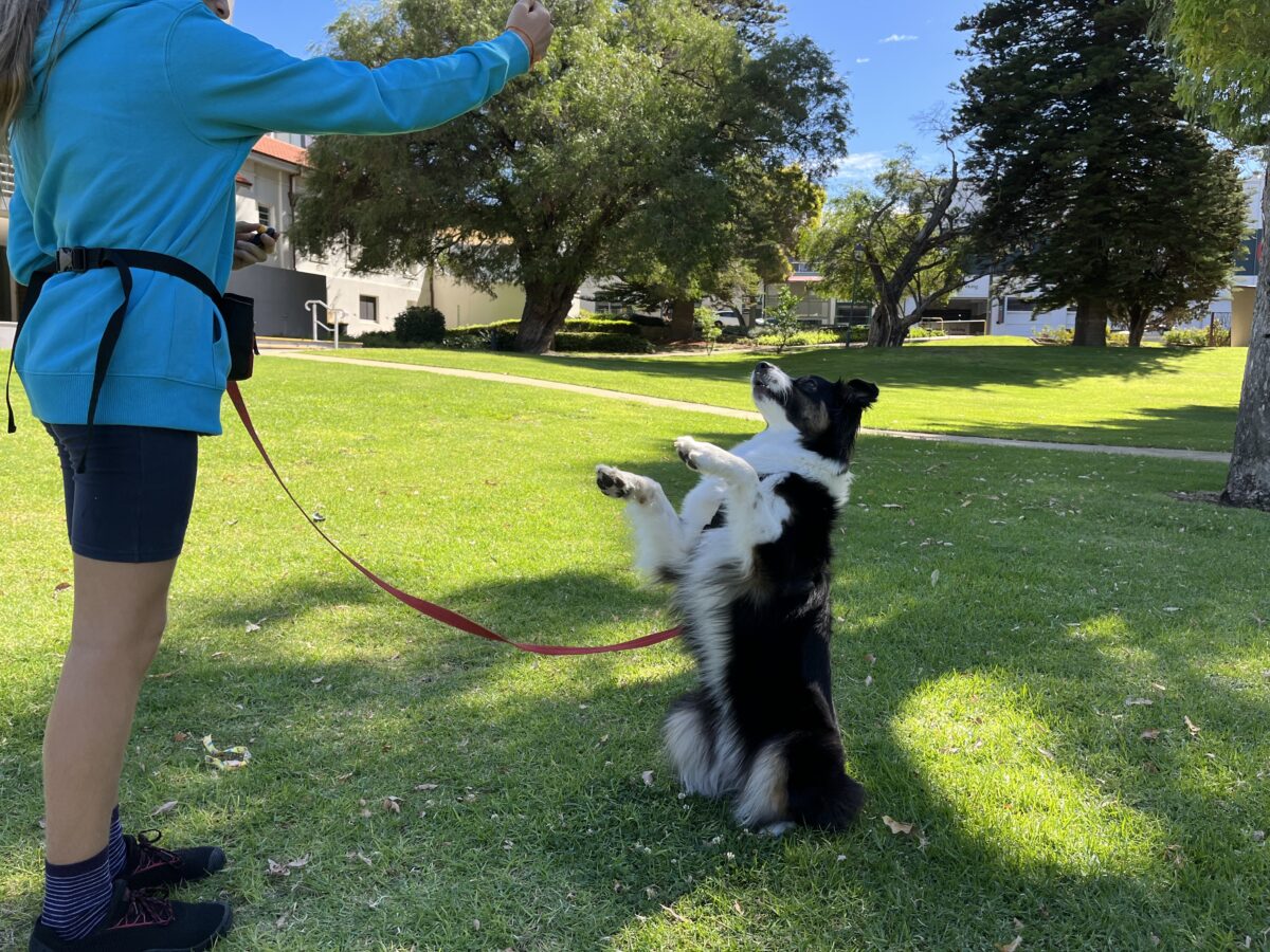#1 Dog Training Perth | Leading Dog Training Services - Agile Dogs