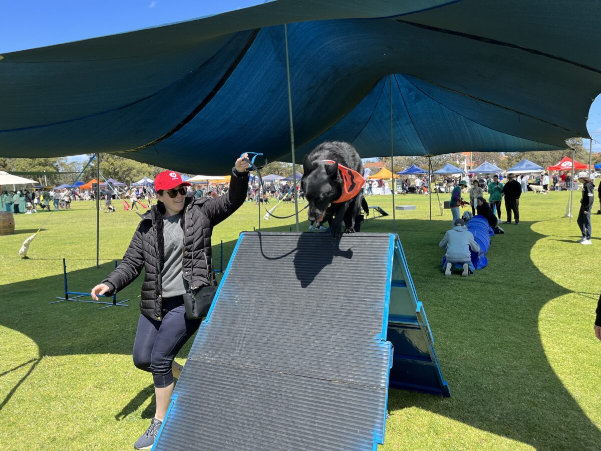 #1 Dog Training Perth | Leading Dog Training Services - Agile Dogs