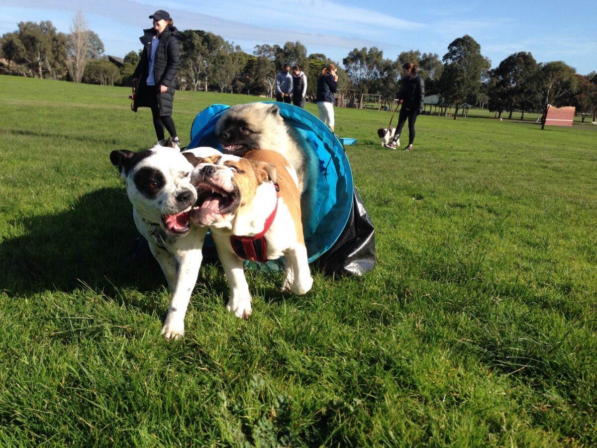 Reactive Dog Training Calista | Agile Dogs | Perth's Trusted Trainers